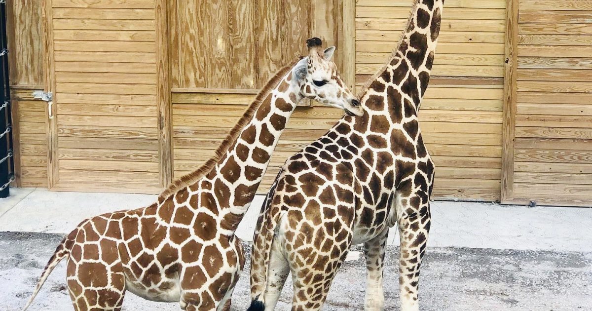 The Hattiesburg Zoo In Mississippi Is The Perfect Day Trip Destination ...